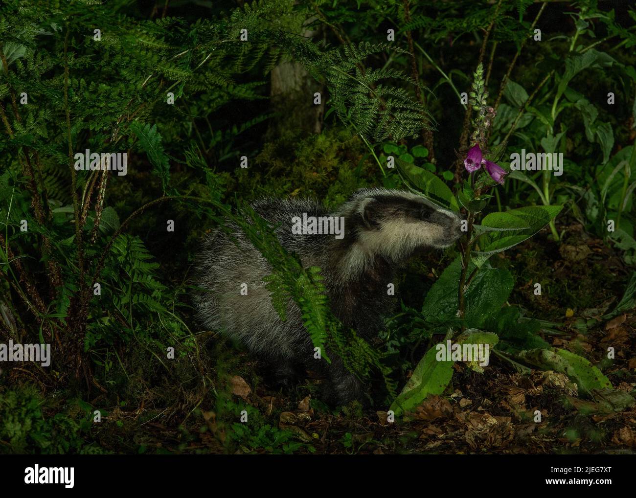 Woodland wildlife british sniffing hi-res stock photography and images ...