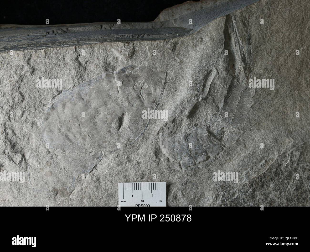 Phyllocarida hi-res stock photography and images - Alamy