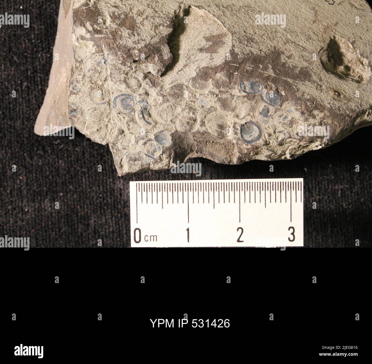 Lingula fossil hi-res stock photography and images - Alamy