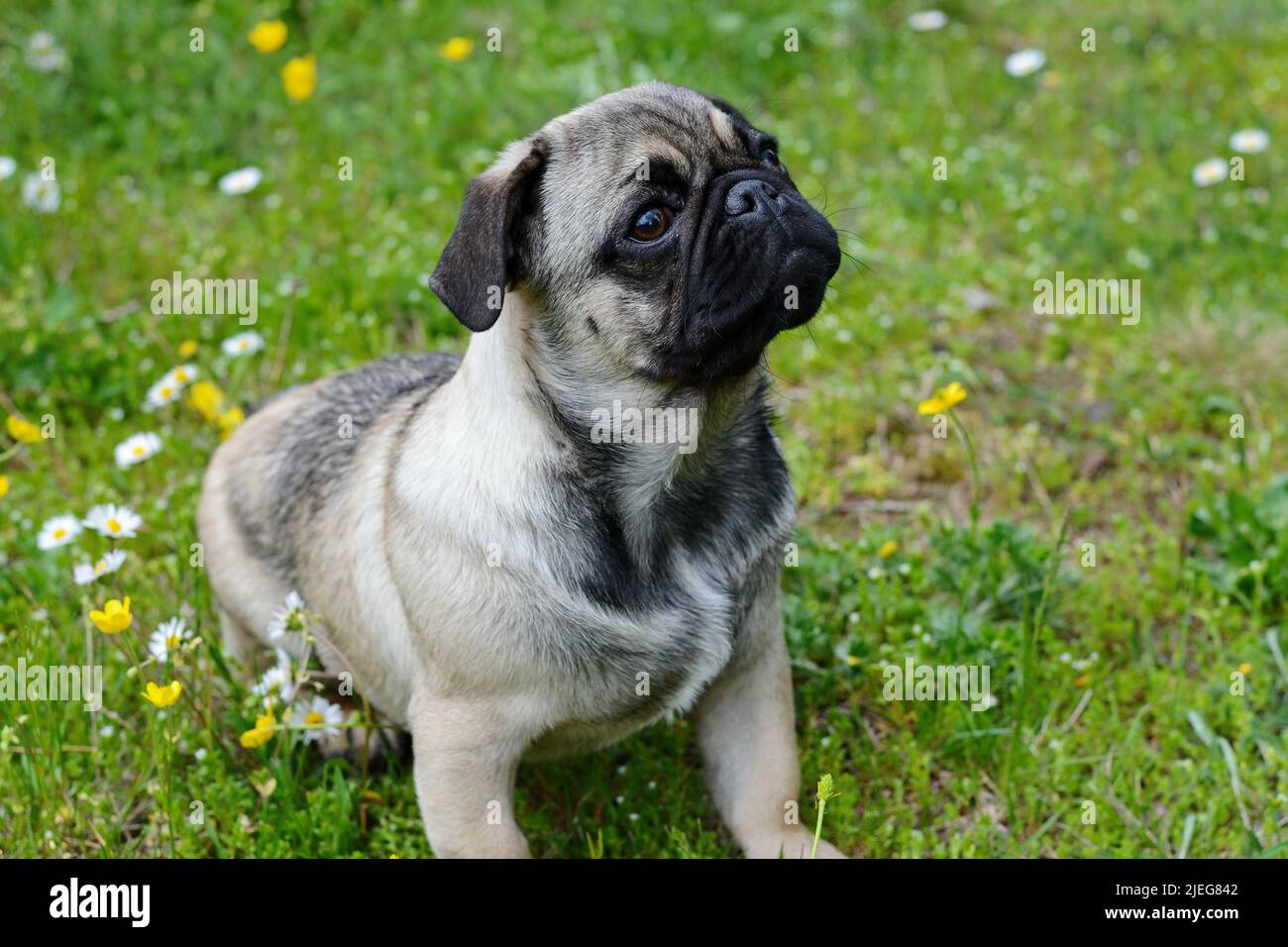 Healthy purebred dog photographed outdoors in the nature on a sunny day ...
