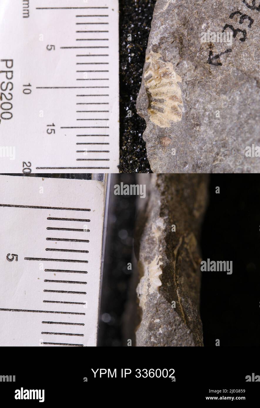 Ammonoidea animalia hi-res stock photography and images - Alamy
