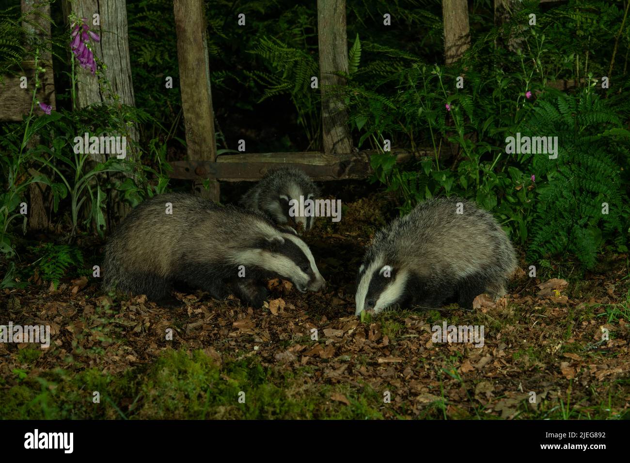 Badger (Meles meles), mother and cubs in woodland setting, Dumfries, SW ...