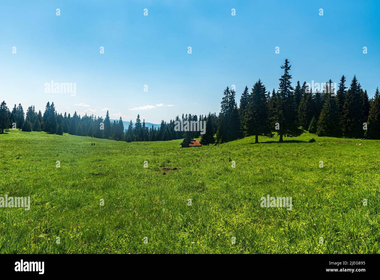 Stredna polana meadow bellow Velky Choc hill in Chocske vrchy mountains ...