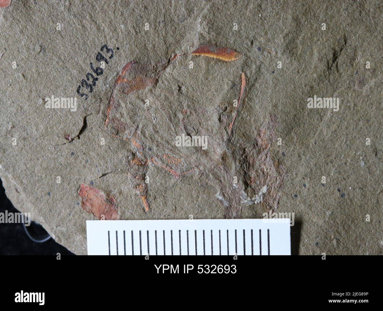 Cothurnocystis hi-res stock photography and images - Alamy