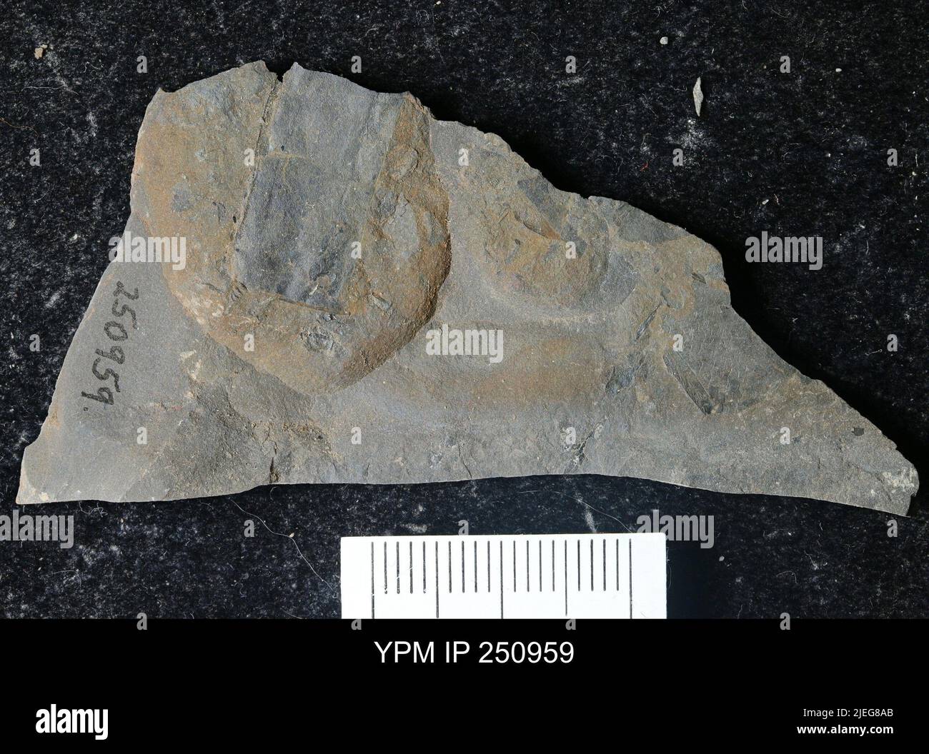 Eurypterus pittsfordensis Sarle Stock Photo - Alamy