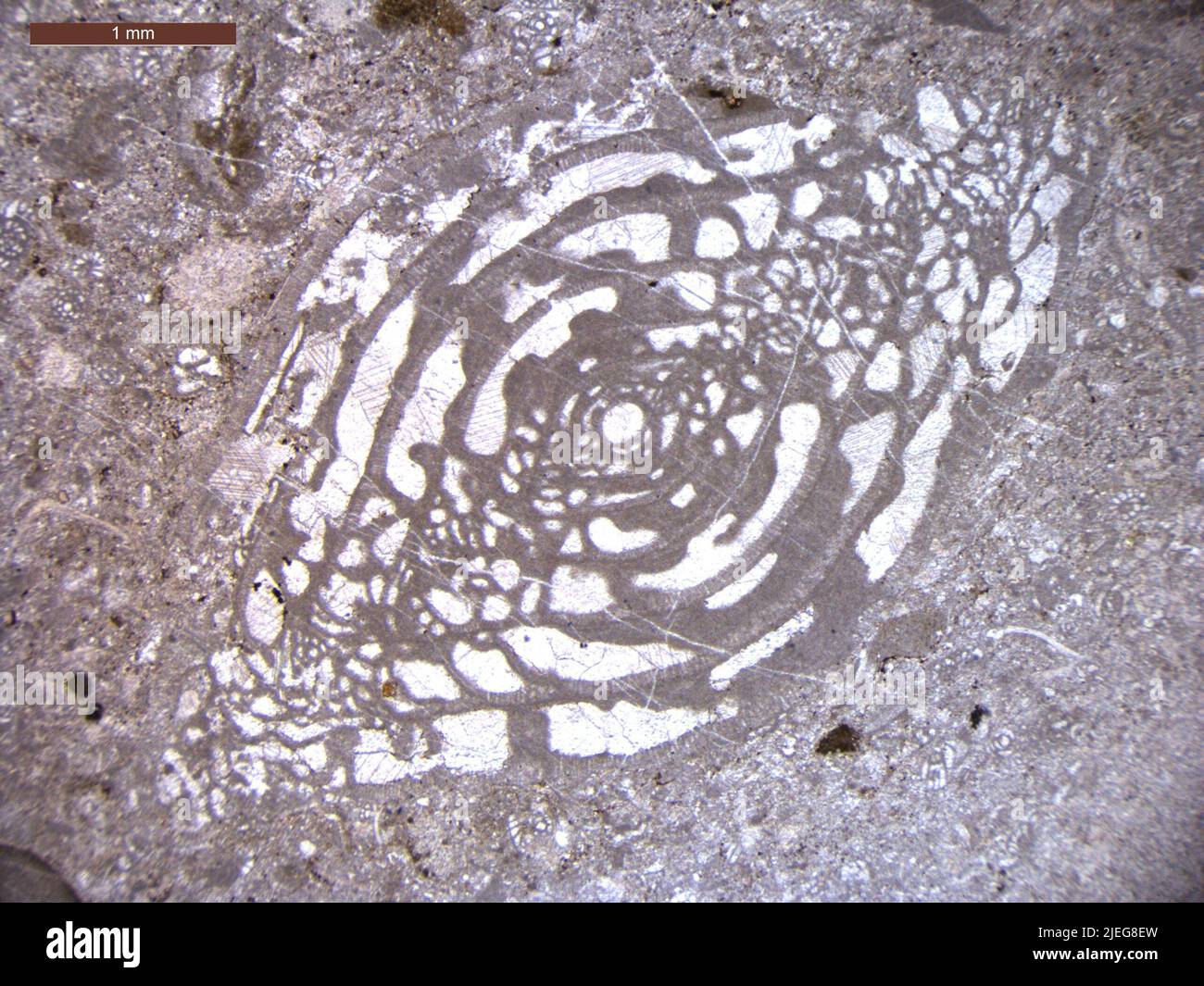 Triticites pinguis Dunbar & Skinner Stock Photo - Alamy