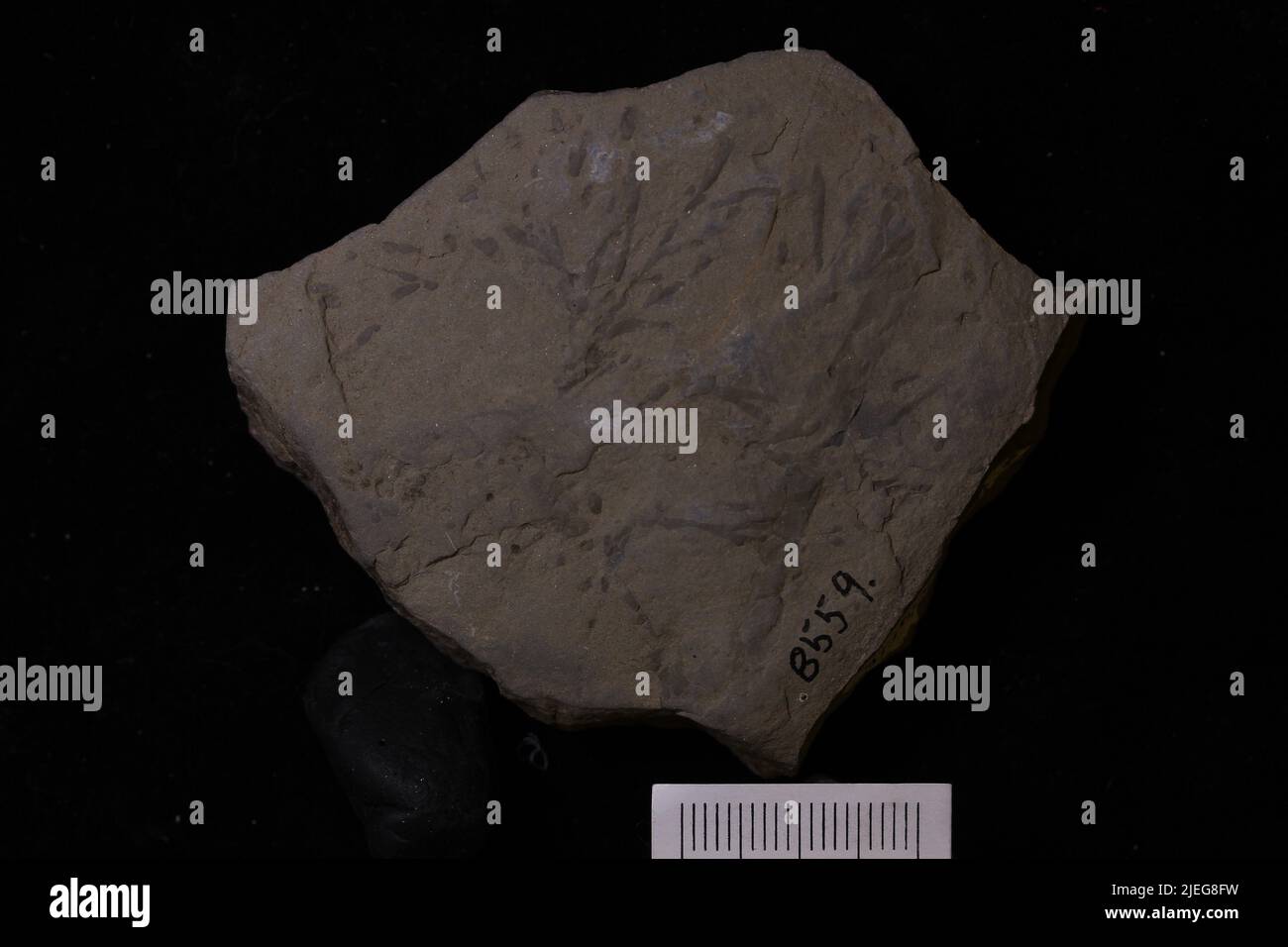 Chondrites hi-res stock photography and images - Alamy