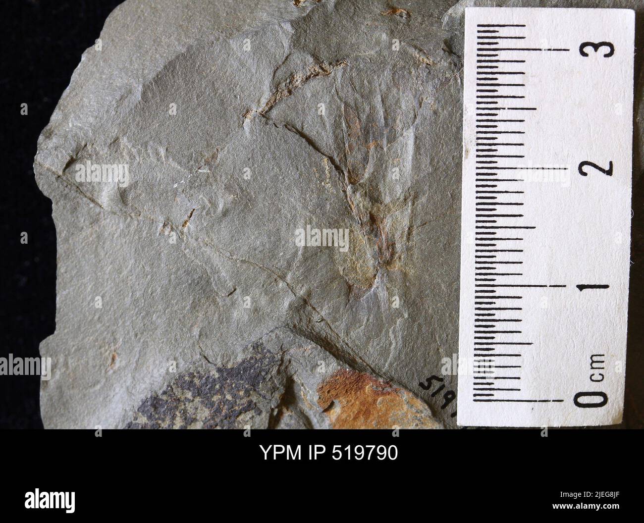 Cambrian comparison hi-res stock photography and images - Alamy