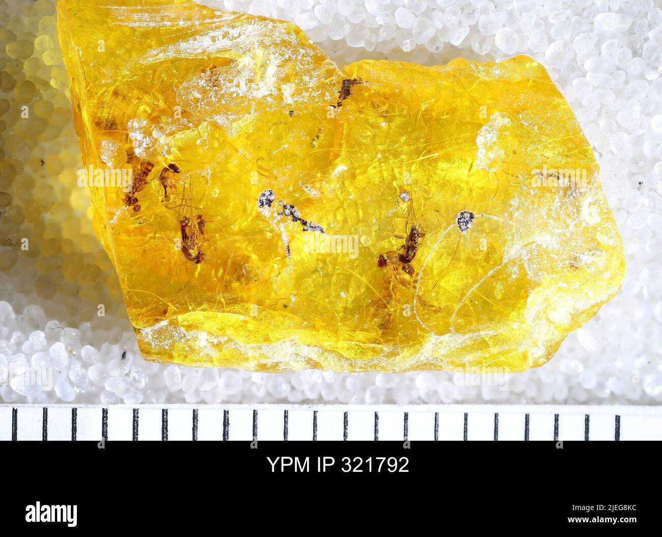 Cockroaches are insects of the order blattodea hi-res stock photography ...