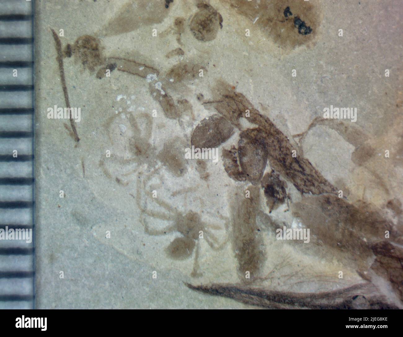 Undet araneae animalia hi-res stock photography and images - Alamy