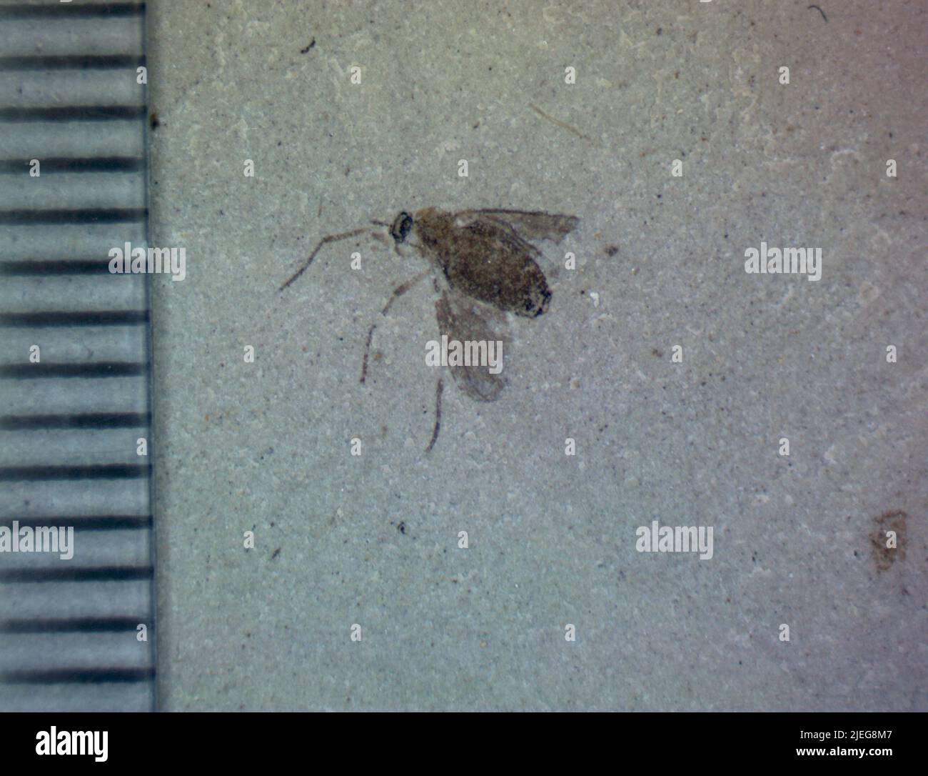 Flies order diptera larvae hi-res stock photography and images - Alamy