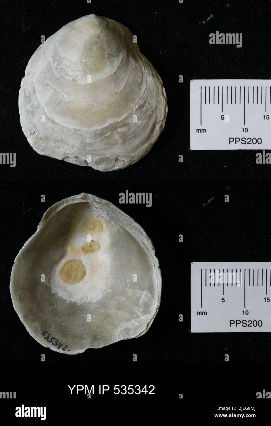 Anomia simplex dorbigny hi-res stock photography and images - Alamy