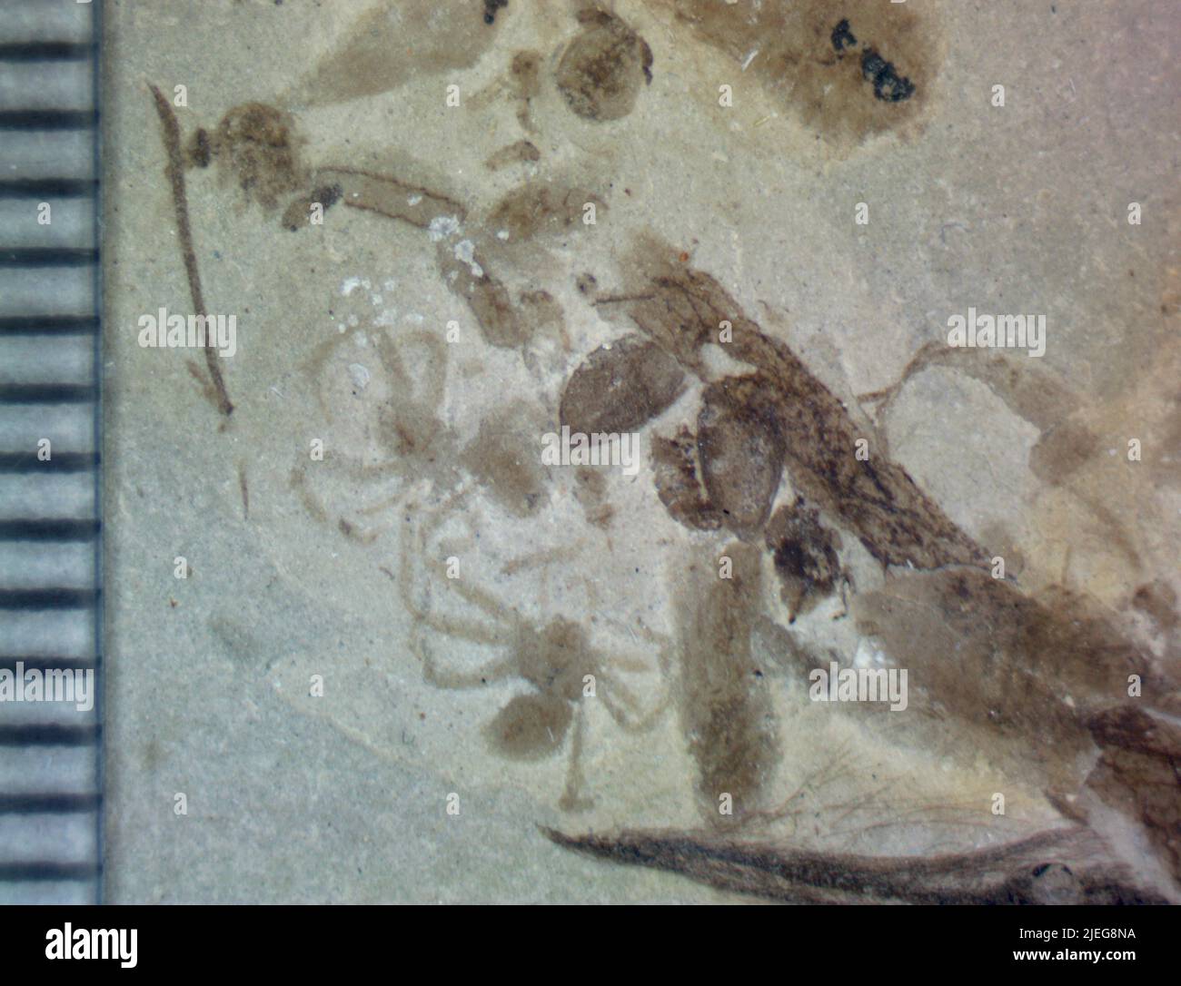 Undet araneae animalia hi-res stock photography and images - Alamy