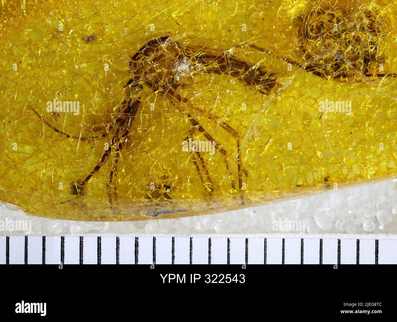 Undet culicidae animalia hi-res stock photography and images - Alamy