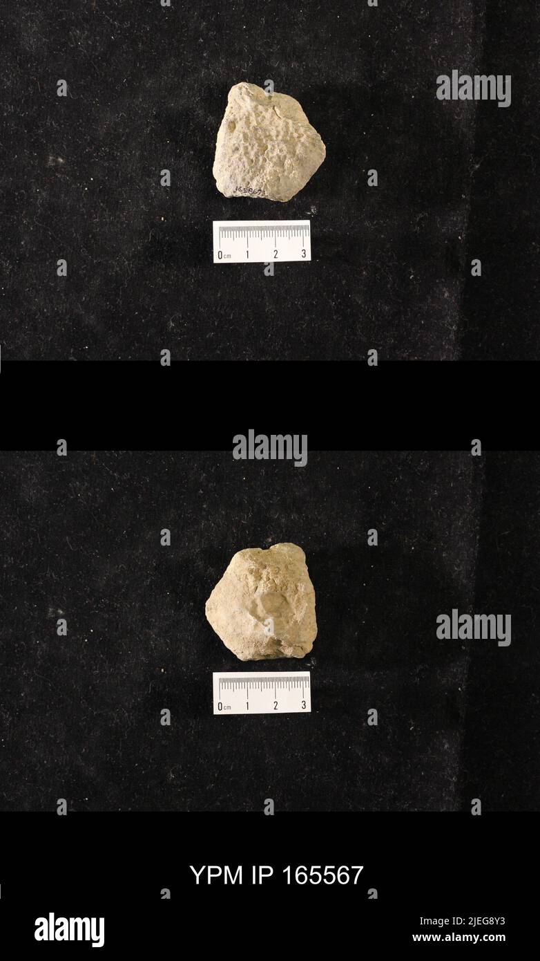 Spongia sp animalia hi-res stock photography and images - Alamy