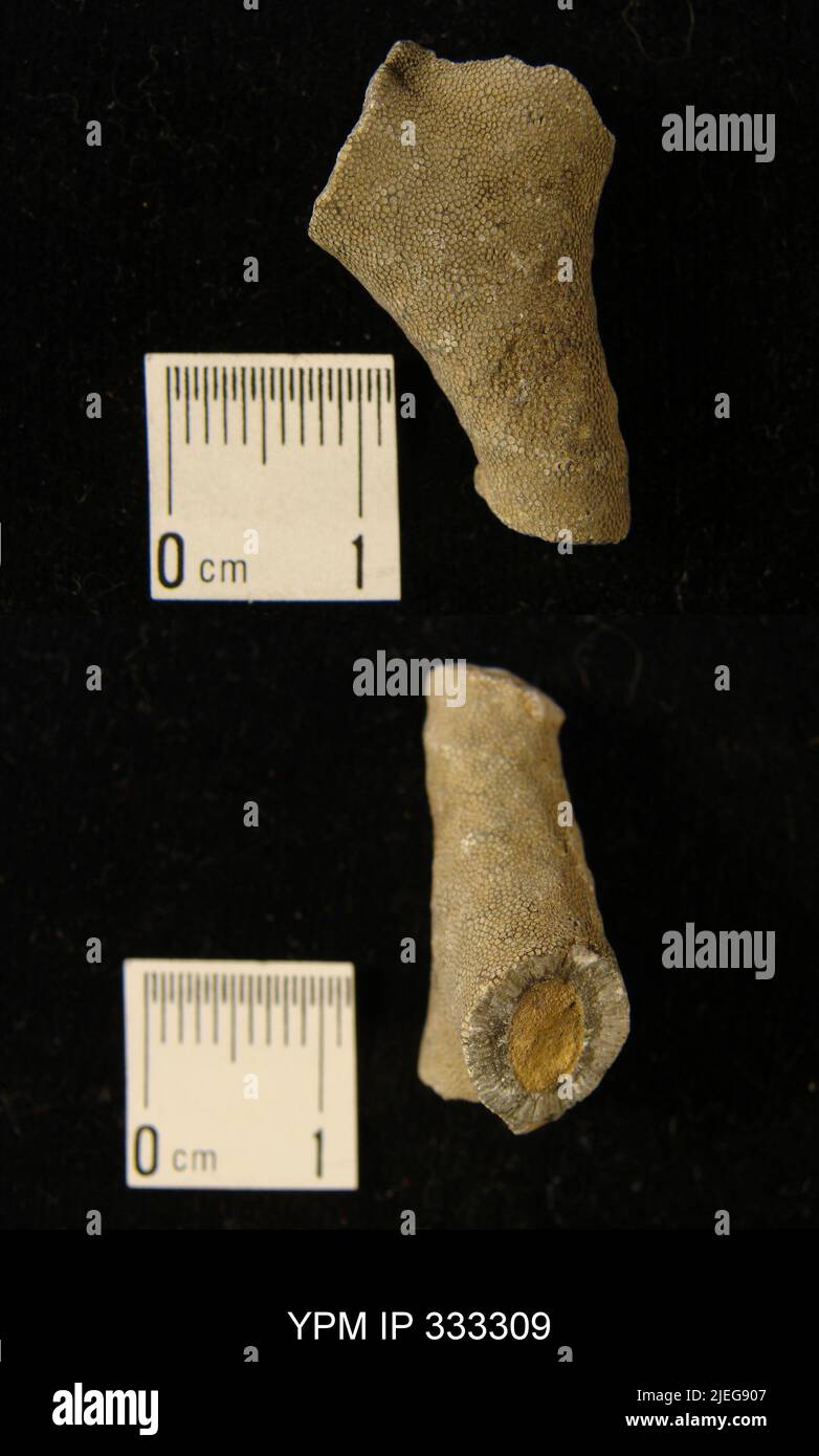 Hallopora sp animalia hi-res stock photography and images - Alamy