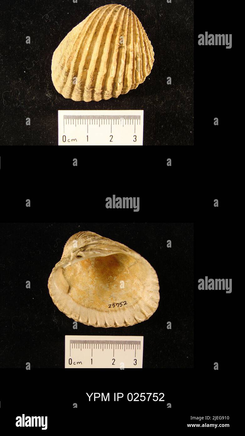 Cyclocardia alticostata hi-res stock photography and images - Alamy