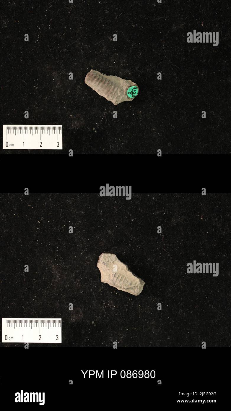 Protocycloceras lamarcki animalia hi-res stock photography and images ...