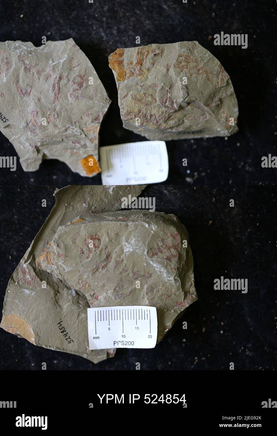 Graptoloidea hi-res stock photography and images - Alamy