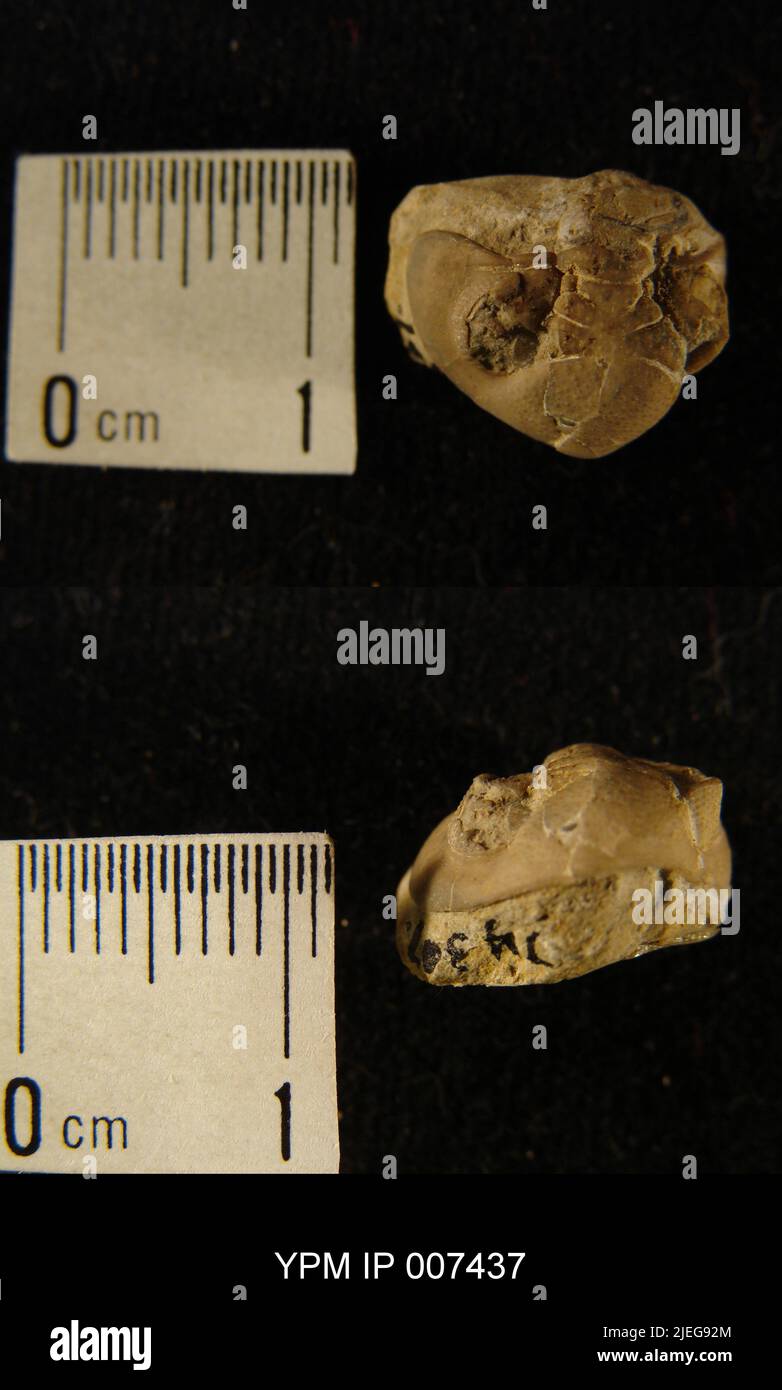 Pterygometopus callicephalus hall hi-res stock photography and images ...