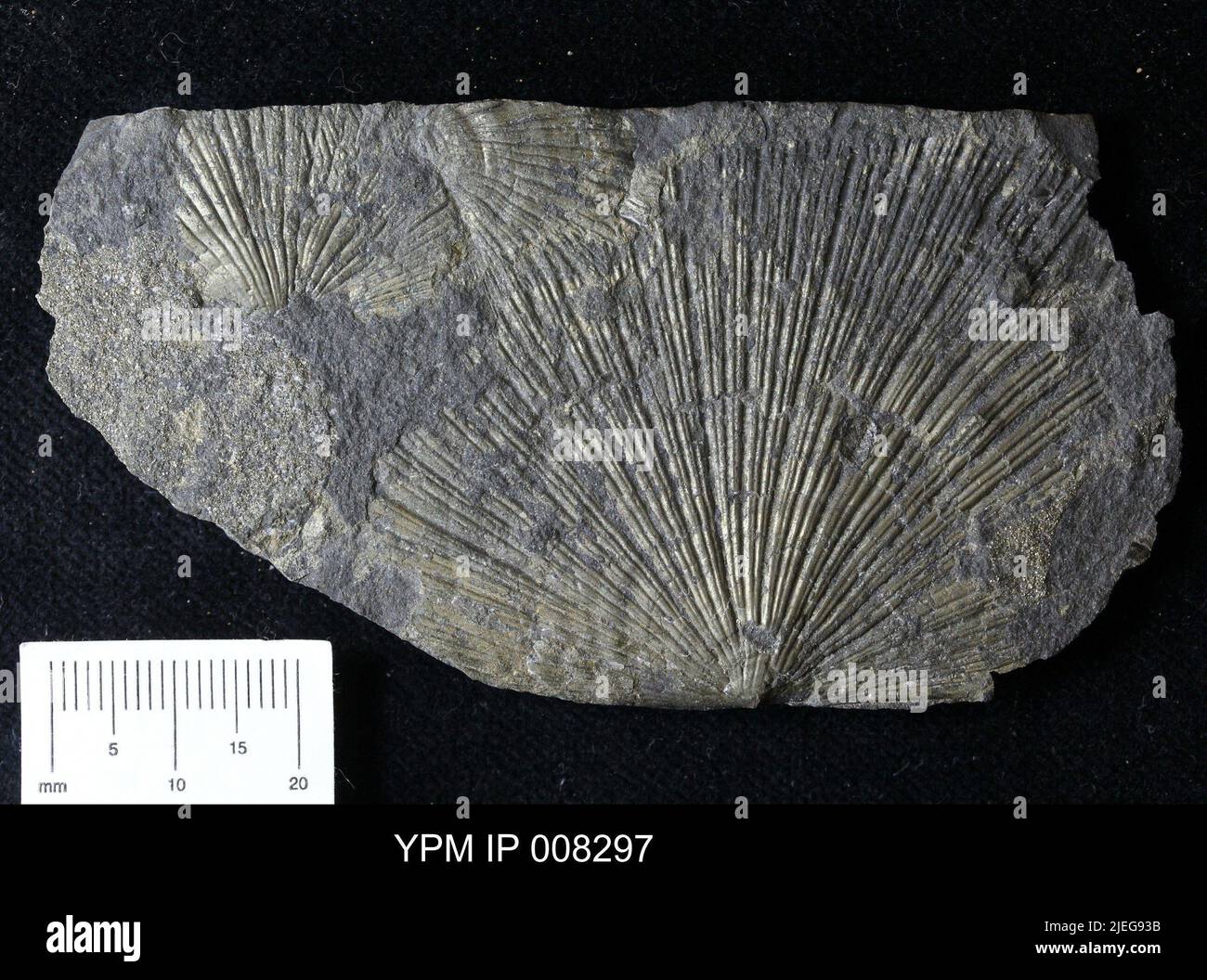 Daonella hi-res stock photography and images - Alamy