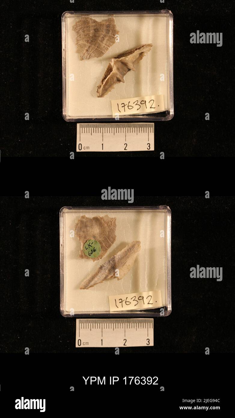 Streptorhynchus kempei Andersson, 1914 Stock Photo - Alamy