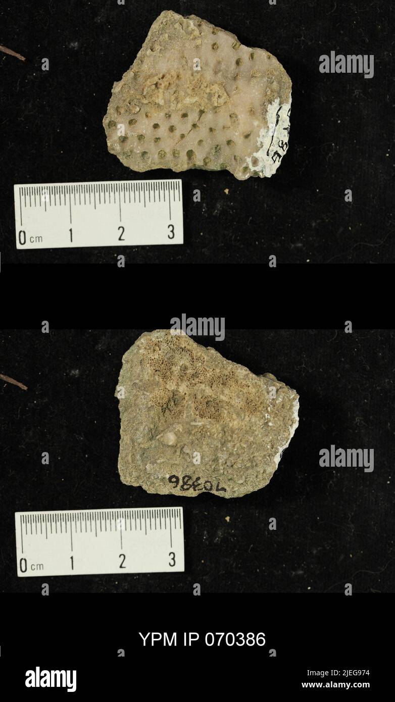 Heliolites spongiosus Foerste, 1906 Stock Photo - Alamy