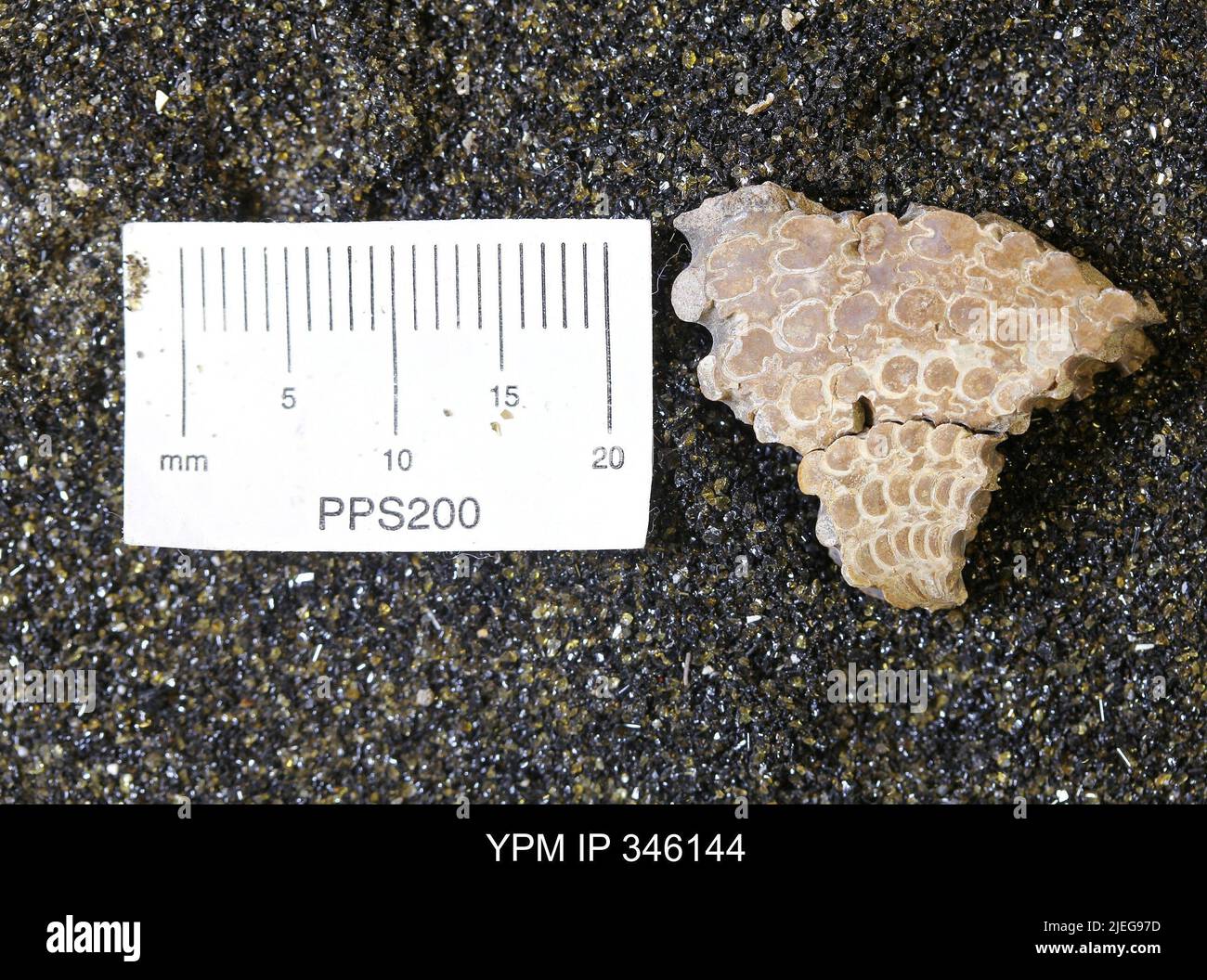 Sphenodiscus sp animalia hi-res stock photography and images - Alamy