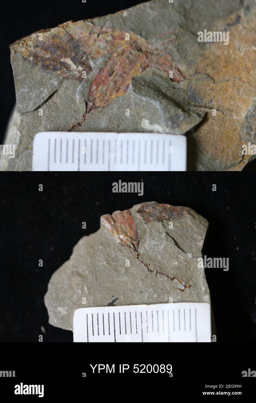 Eocrinoidea hi-res stock photography and images - Alamy