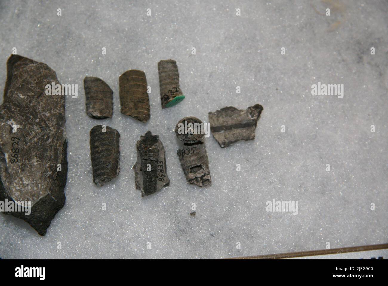 Protocycloceras hi-res stock photography and images - Alamy