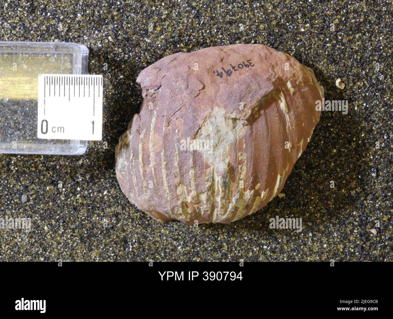 Scaphitidae hi-res stock photography and images - Alamy