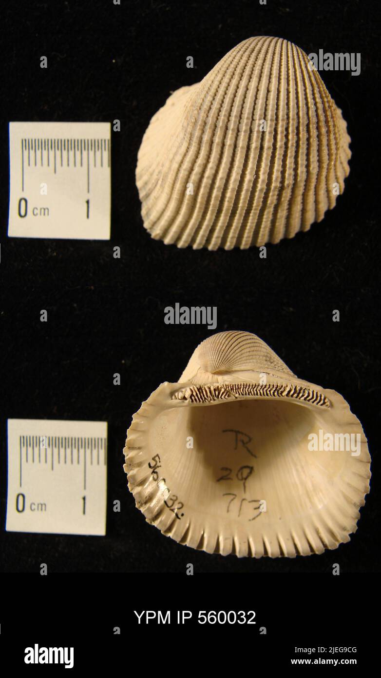 Anadara lineolata conrad hi-res stock photography and images - Alamy