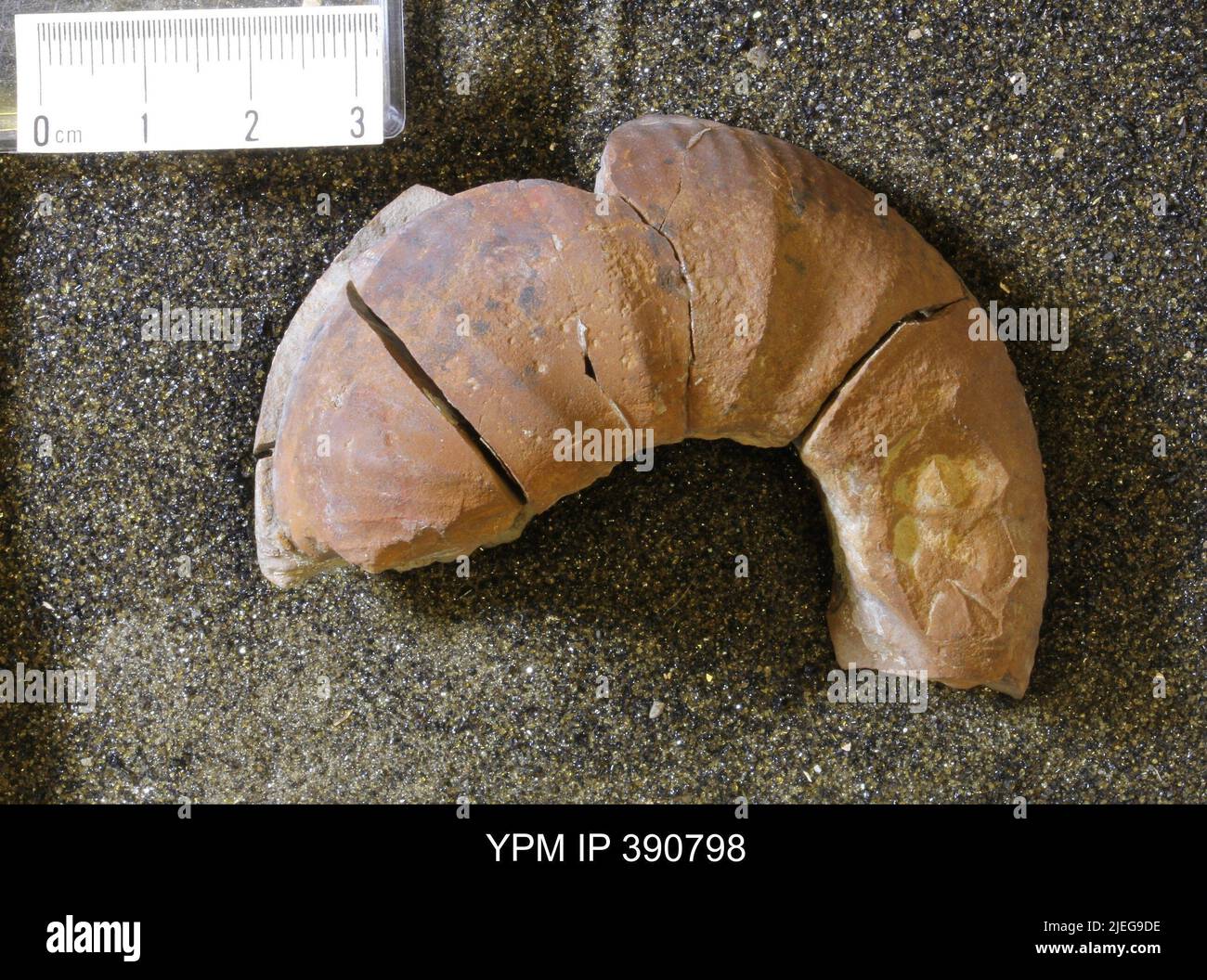 Scaphitidae hi-res stock photography and images - Alamy