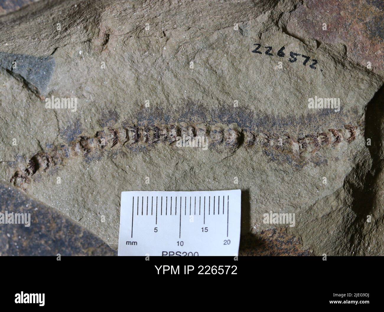 Algae classification hi-res stock photography and images - Alamy
