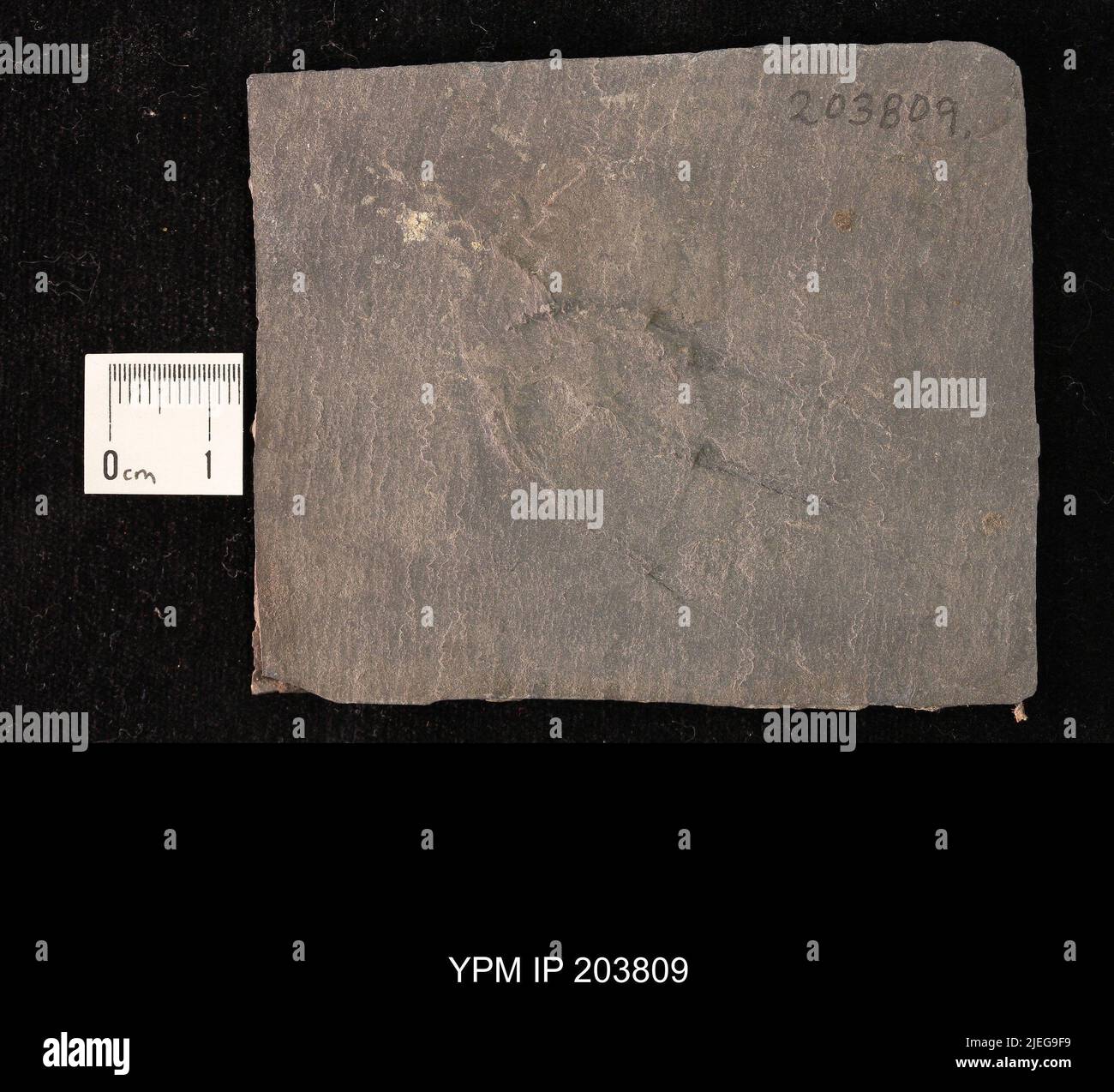 Furcaster palaeozoicus Sturtz Stock Photo - Alamy