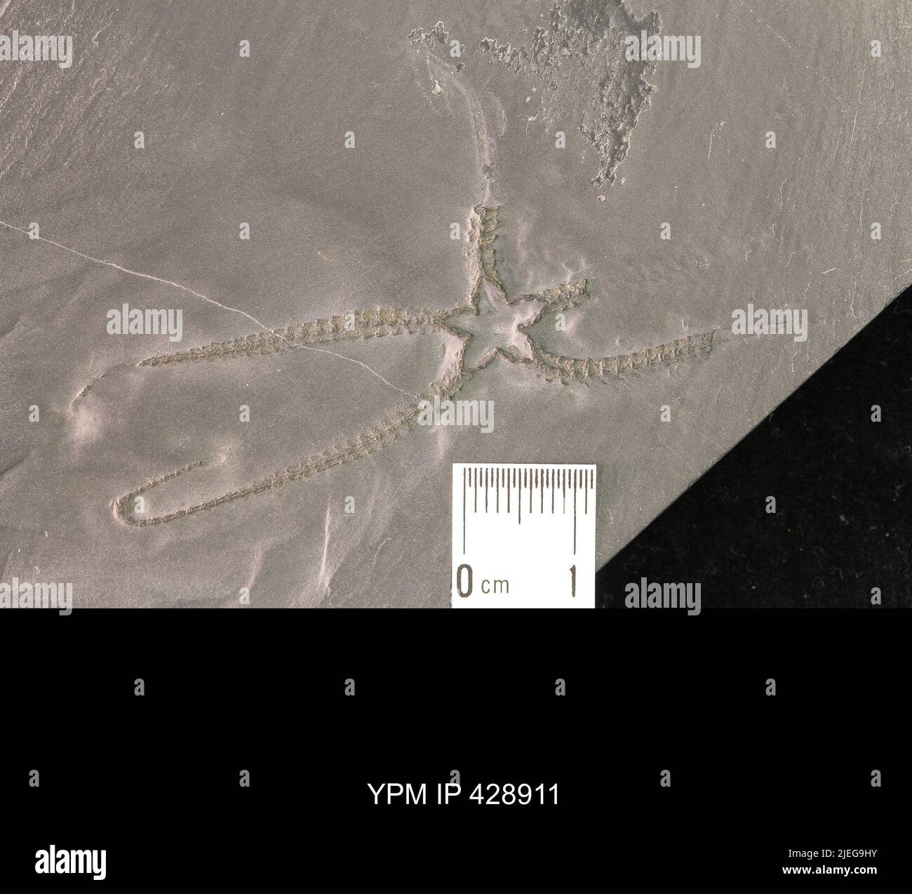 Furcaster palaeozoicus Sturtz Stock Photo - Alamy