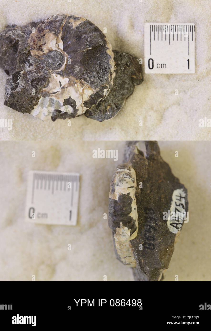 Cephalopod ammonites cretaceous period hi-res stock photography and ...
