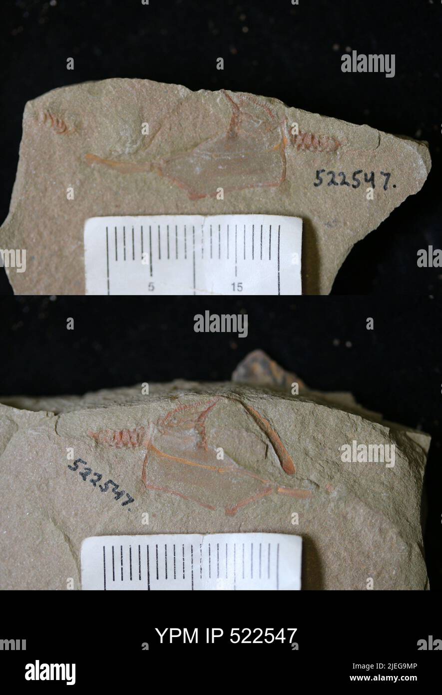 Cothurnocystis hi-res stock photography and images - Alamy