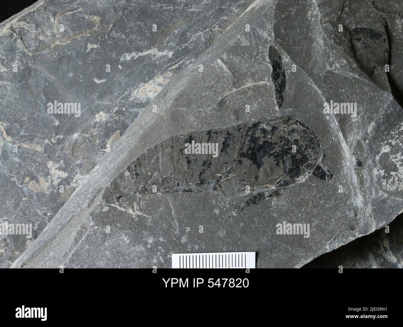 Hughmilleria socialis Sarle Stock Photo - Alamy