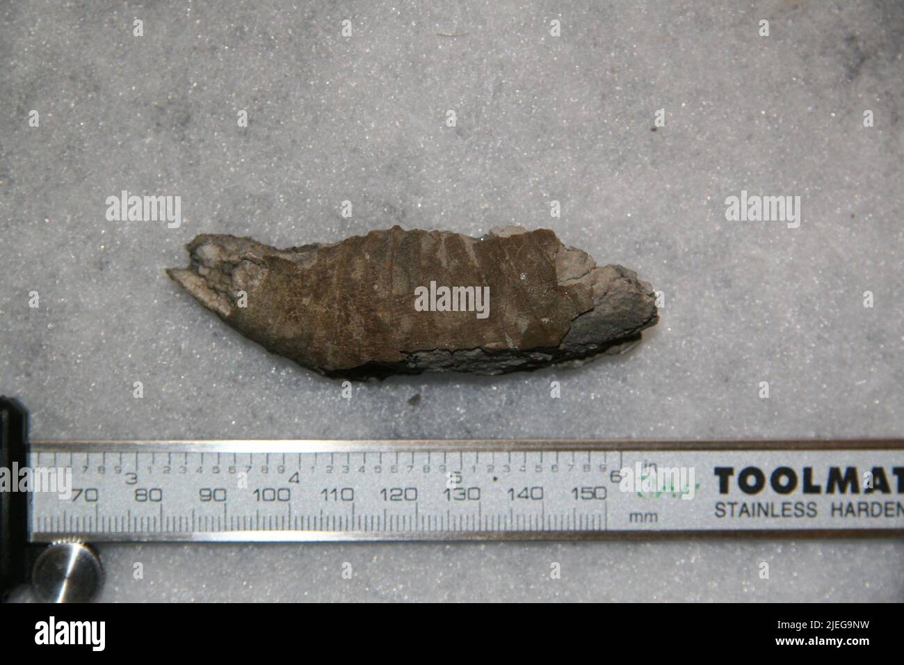 Endoceratoidea hi-res stock photography and images - Alamy