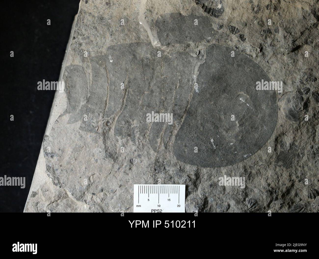 Erieopterus microphthalmus hall animalia hi-res stock photography and ...