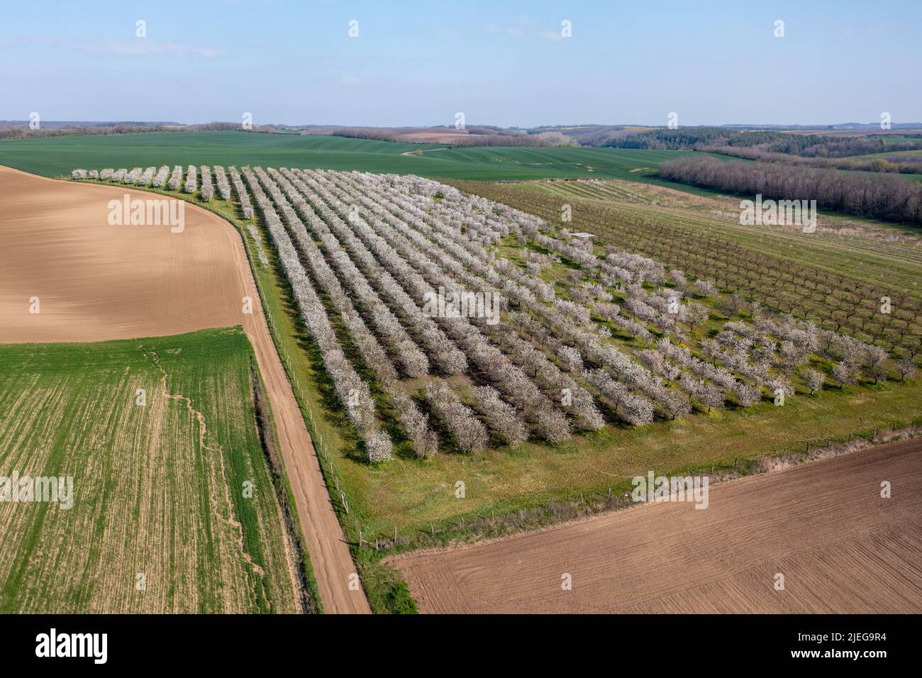 aerial landscape view of fruit trees Stock Photo - Alamy