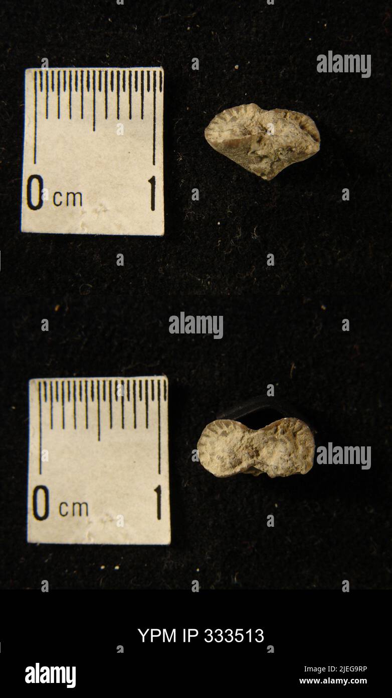 Conulus hi-res stock photography and images - Alamy