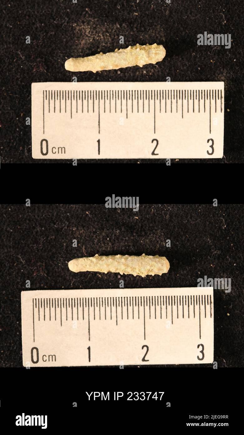 Echinoid morphology hi-res stock photography and images - Alamy