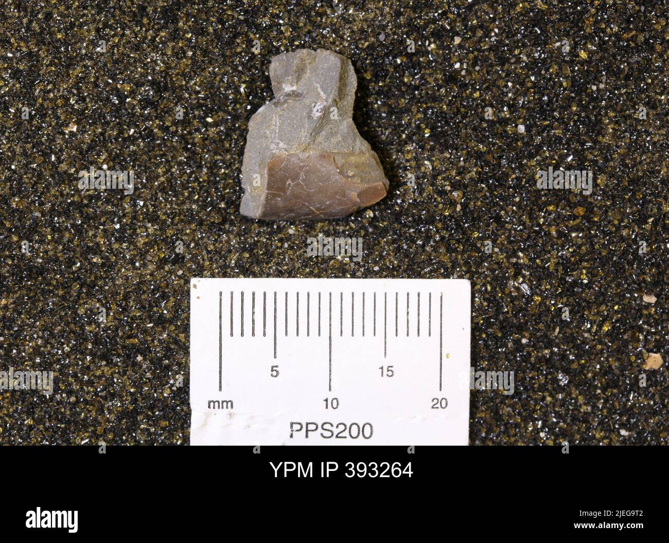 Baculites hi-res stock photography and images - Alamy