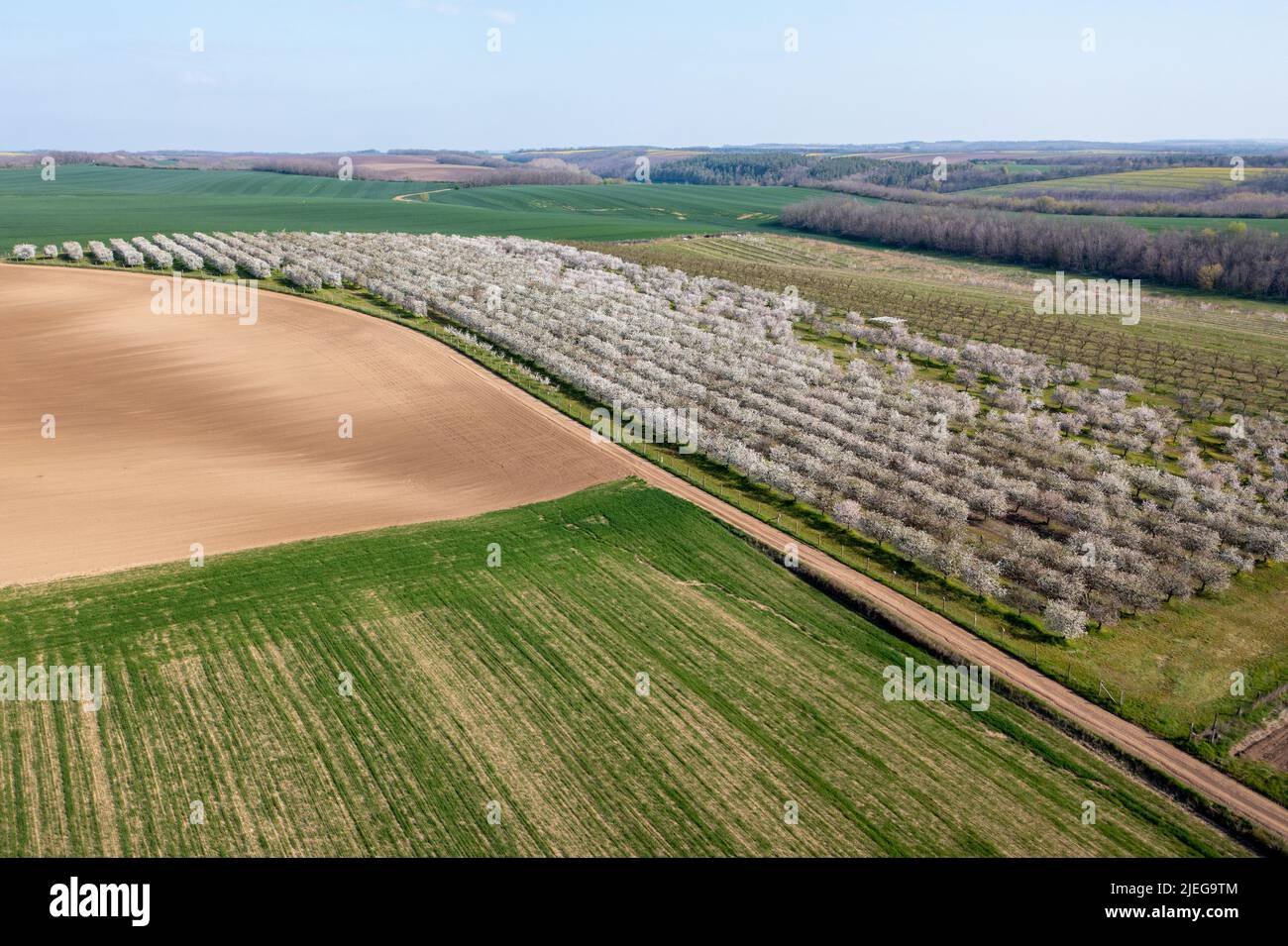 aerial landscape view of fruit trees Stock Photo - Alamy