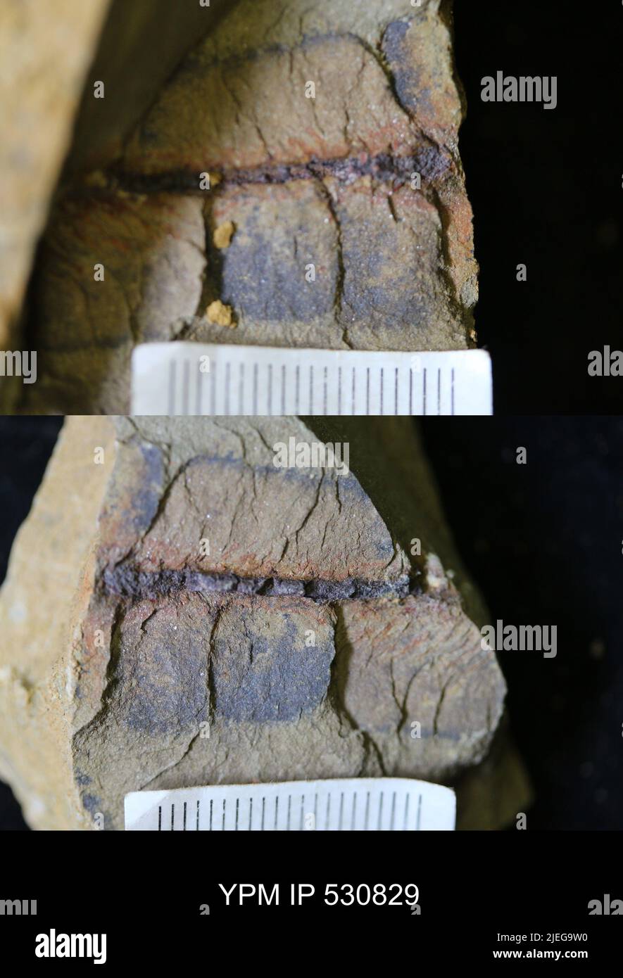 Annelida segmented worms hi-res stock photography and images - Alamy