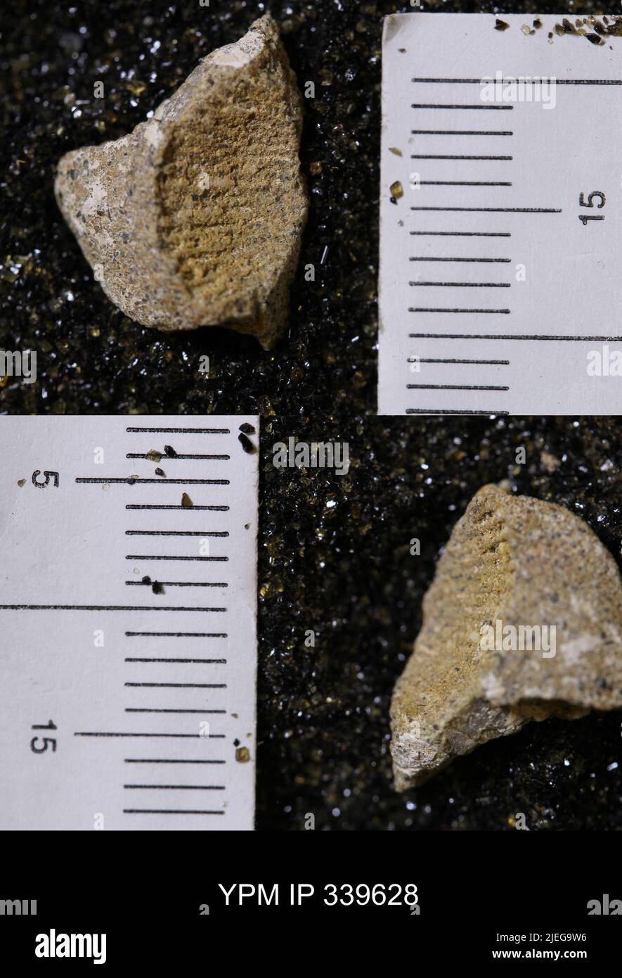 Cardium whitei dall animalia hi-res stock photography and images - Alamy