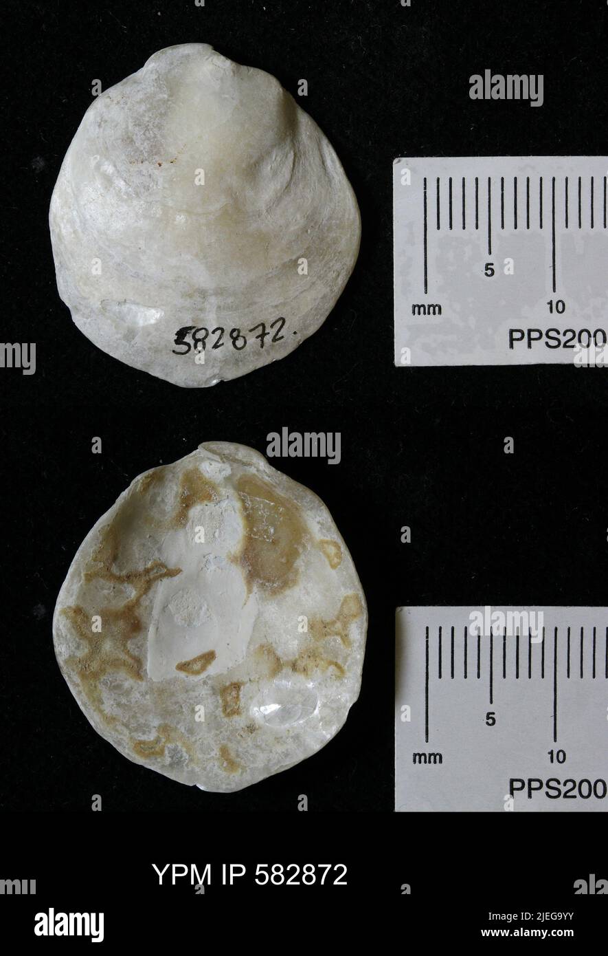 Anomia simplex d'Orbigny, 1853 Stock Photo - Alamy