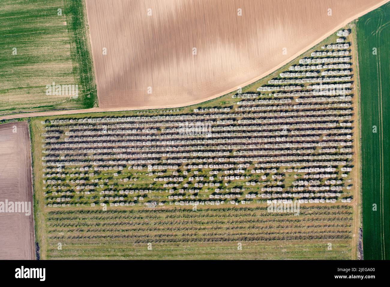 aerial landscape view of fruit trees Stock Photo - Alamy